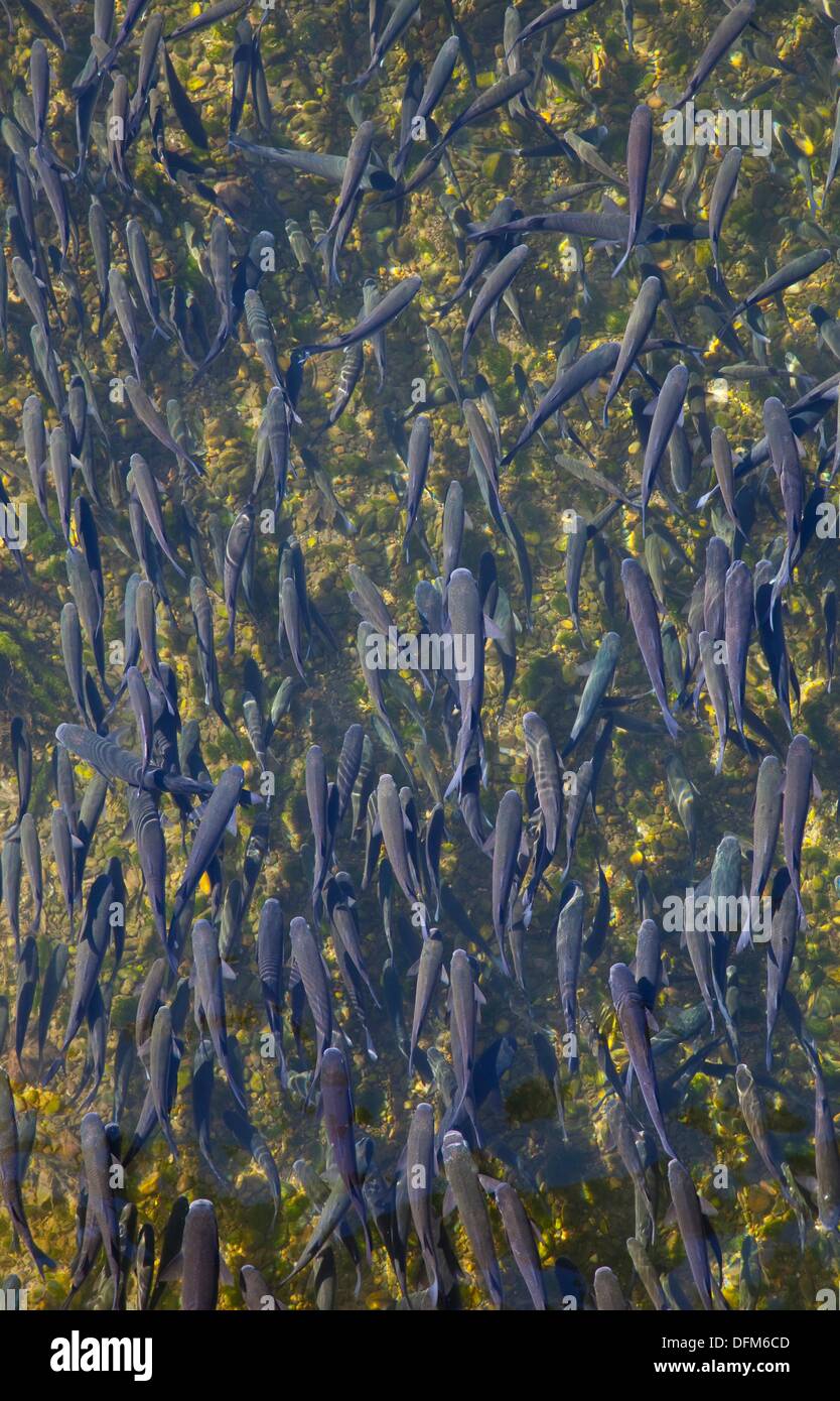 Lisa fish hi-res stock photography and images - Alamy