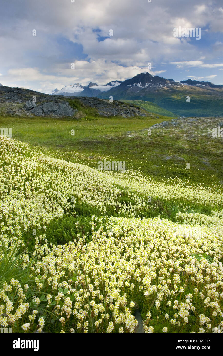 Partridge Foot High Resolution Stock Photography and Images - Alamy