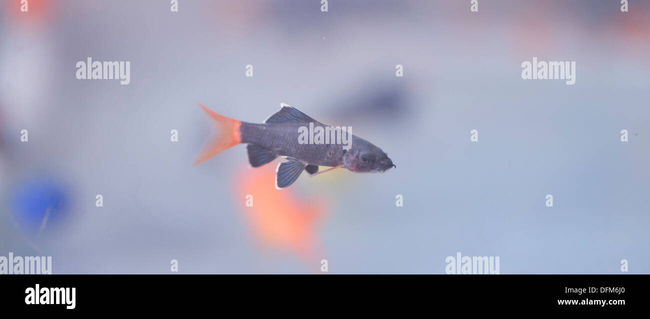 Distinction hi-res stock photography and images - Alamy