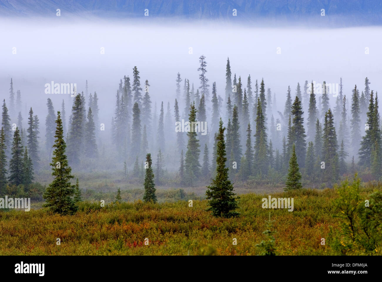Morning fog over boreal forest hi-res stock photography and images - Alamy