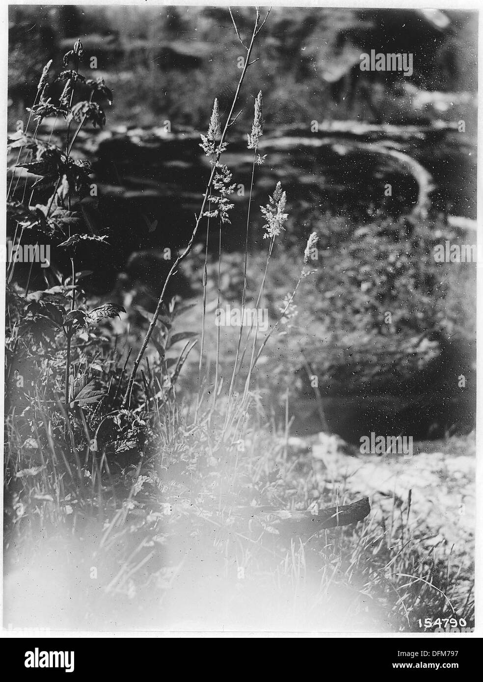 The image depicts Notholcus lanatus, commonly known as Velvet Grass, in ...