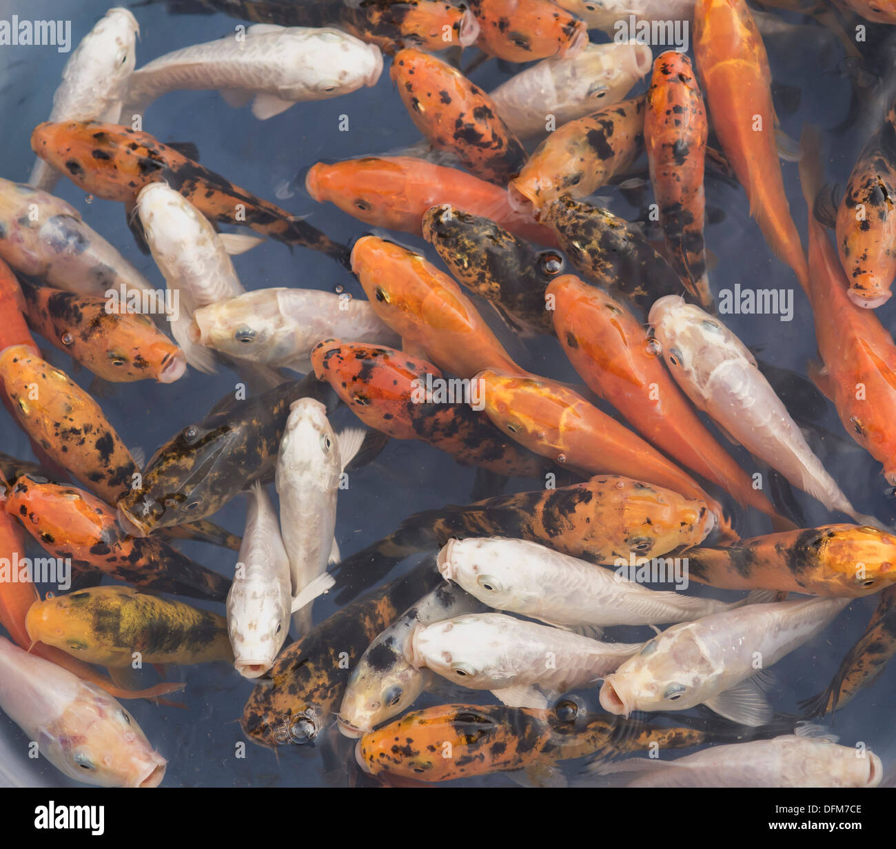 Koi fishes-Shiro bekko.Tashi Sanko,Hi showa Stock Photo - Alamy