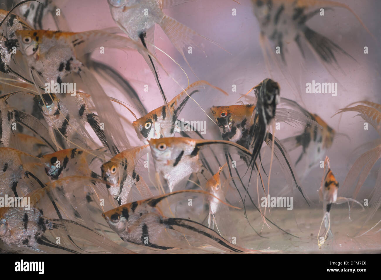 Black angel fish hi-res stock photography and images - Alamy