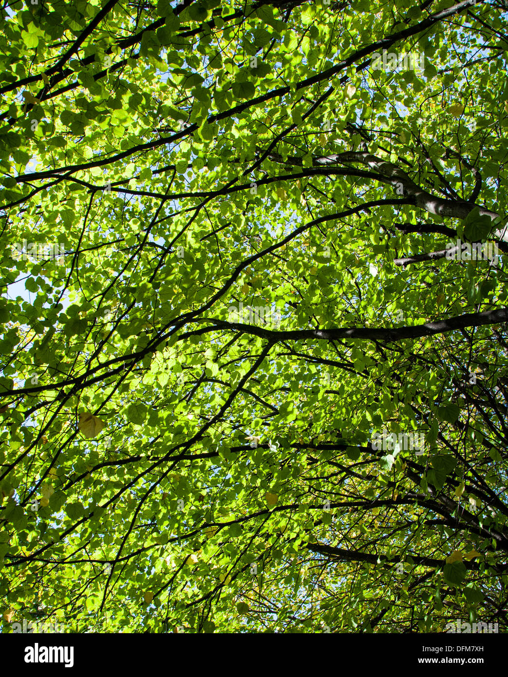 Tree and Leaf background Stock Photo - Alamy