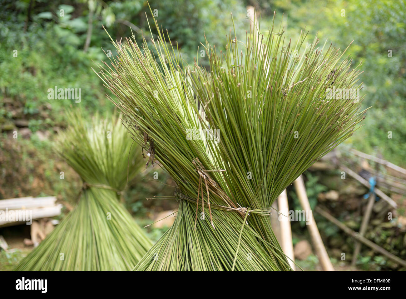 Minority group cultivate hemp for made traditional cloth, now drying on ...
