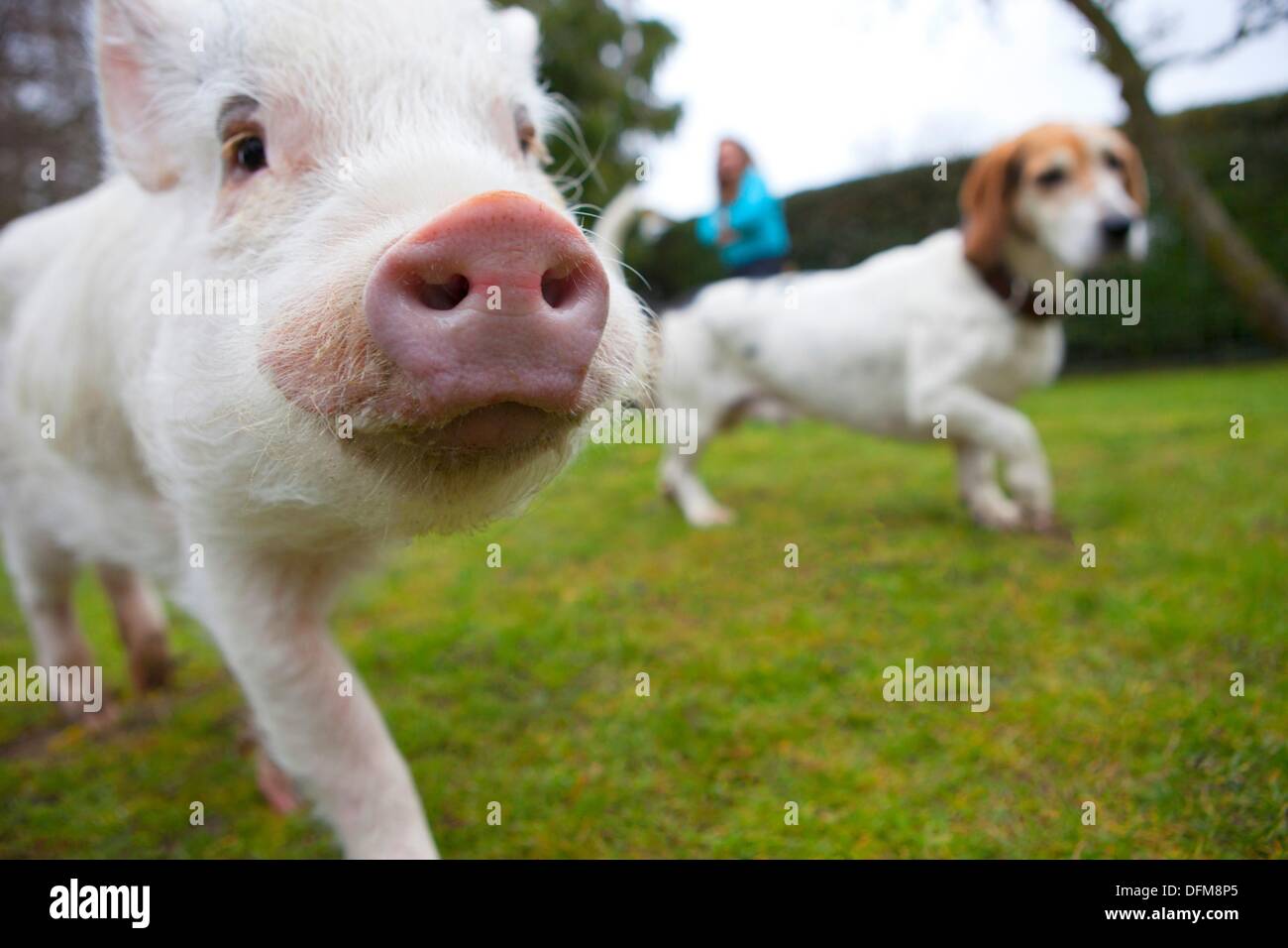 Micro pig house hi-res stock photography and images - Alamy