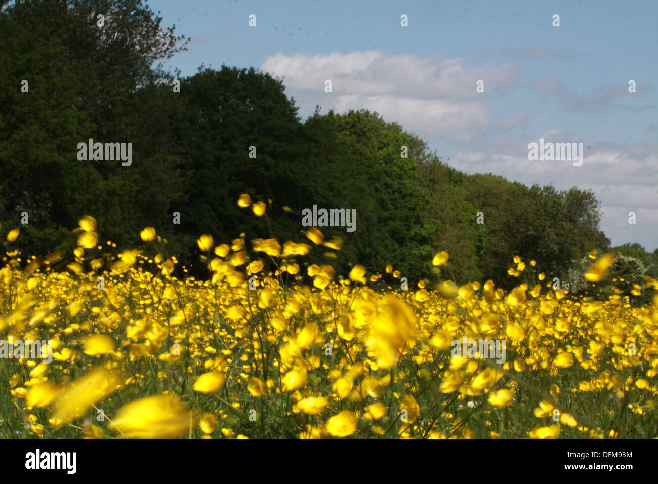 Ground level view of buttercup flowers hi-res stock photography and ...