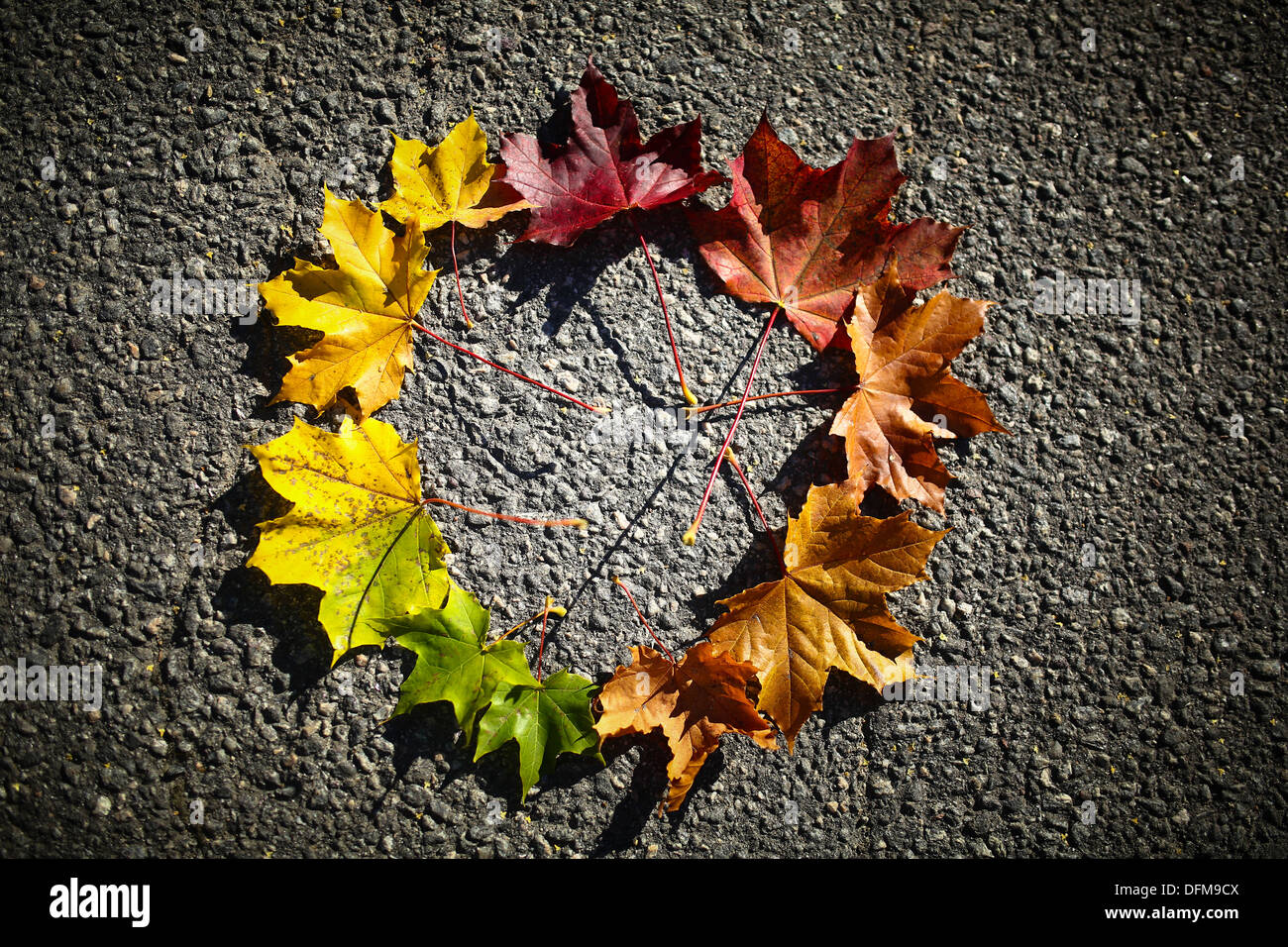 Life circle of maple leaves Stock Photo - Alamy
