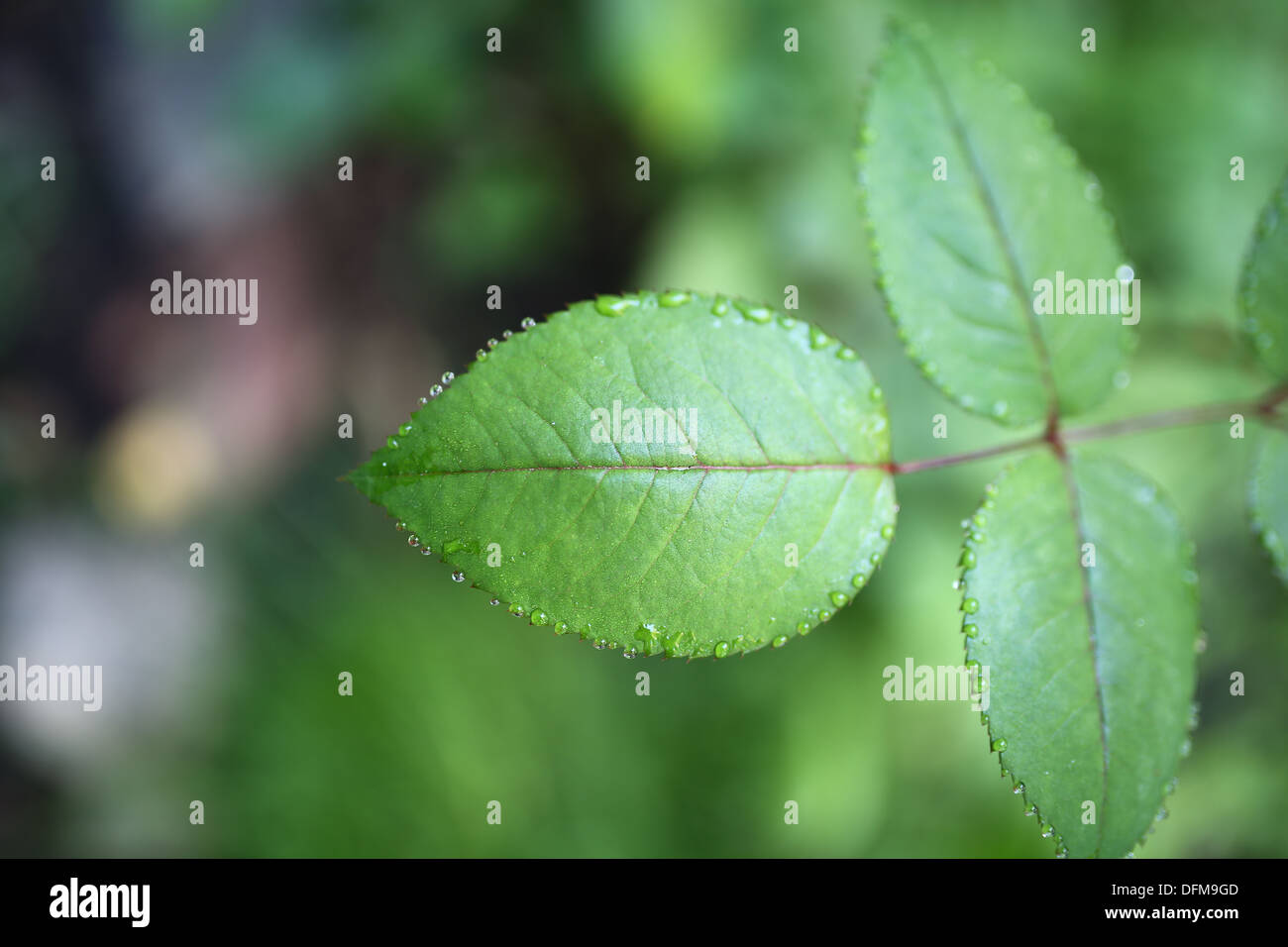 Rose leaf hi-res stock photography and images - Alamy