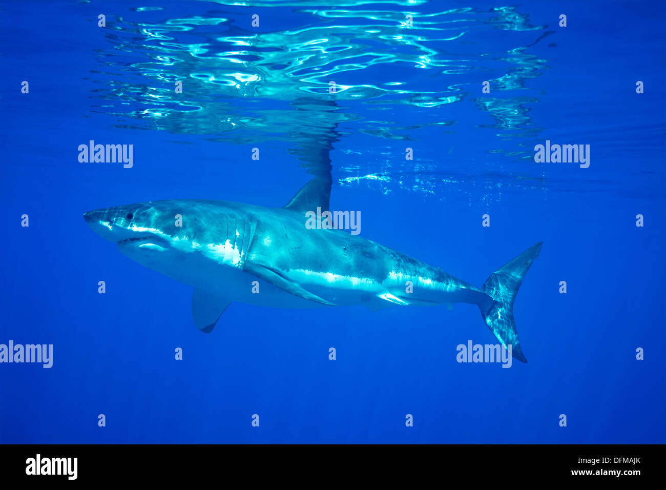 A great white shark swimming at Guadalupe Island looking for food Stock ...