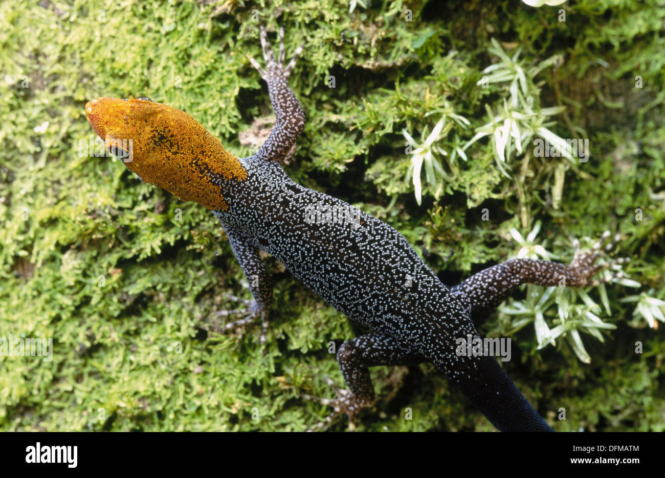 Yellow headed gecko gonatodes albogularis hi-res stock photography and ...