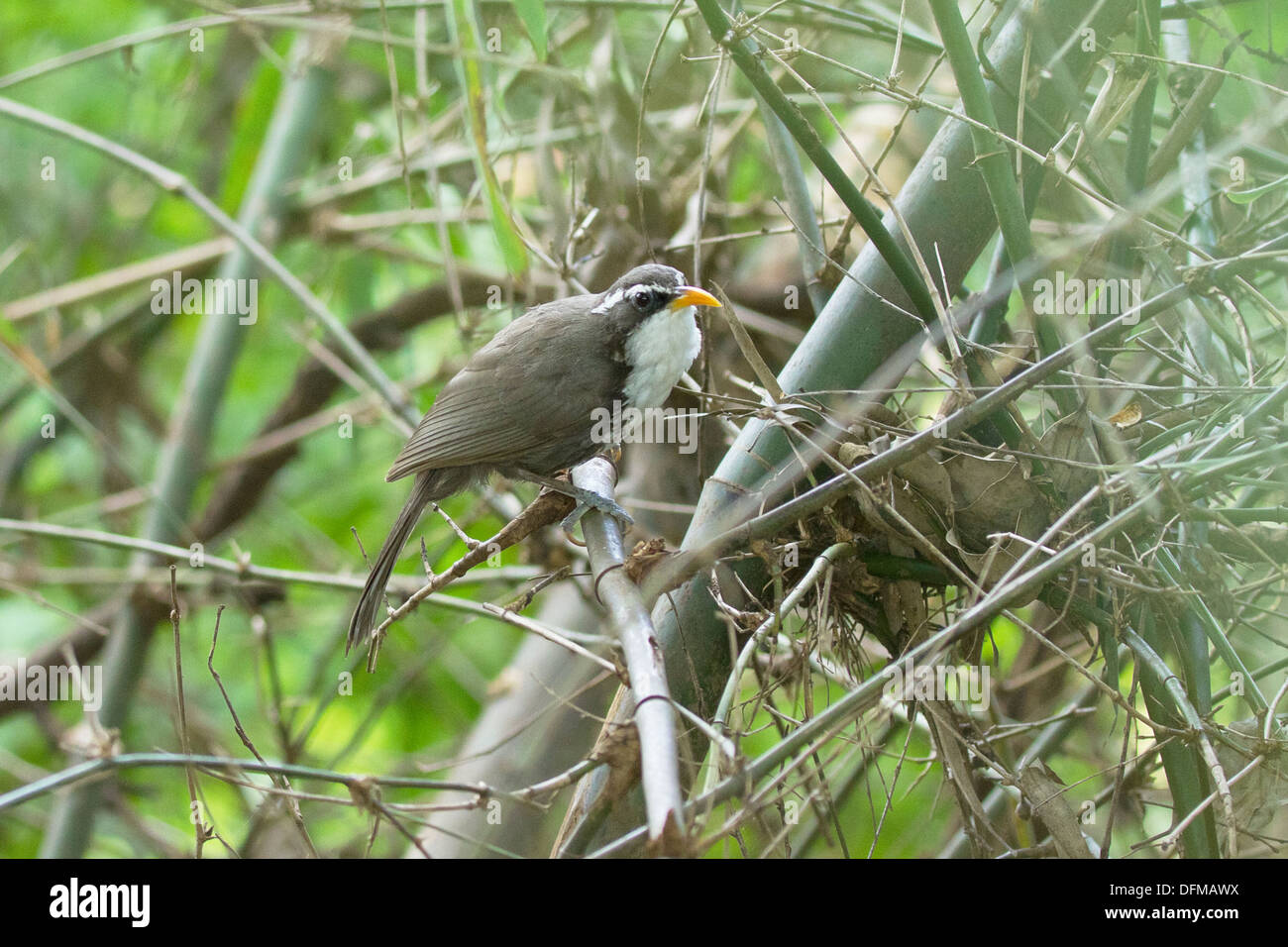 Scimitar babbler india hi-res stock photography and images - Alamy