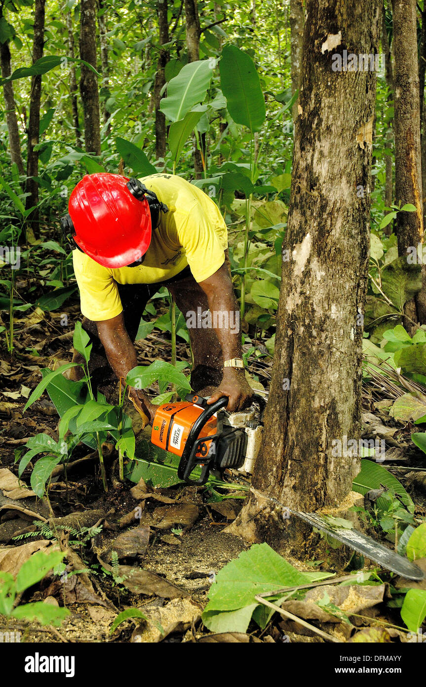 Teak tree panama hi-res stock photography and images - Alamy
