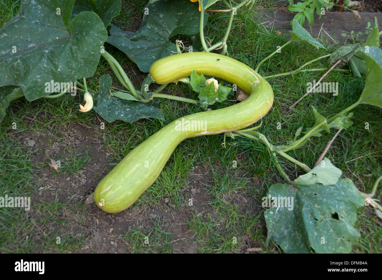 Marrow plant hi-res stock photography and images - Alamy
