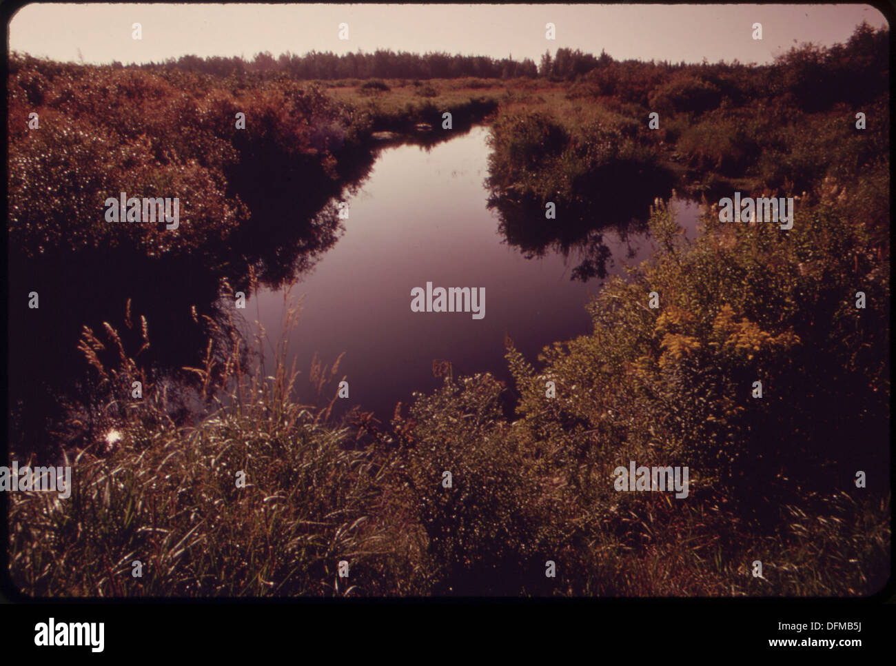 A swamp in northeastern Wisconsin contributing to the headwaters of the ...