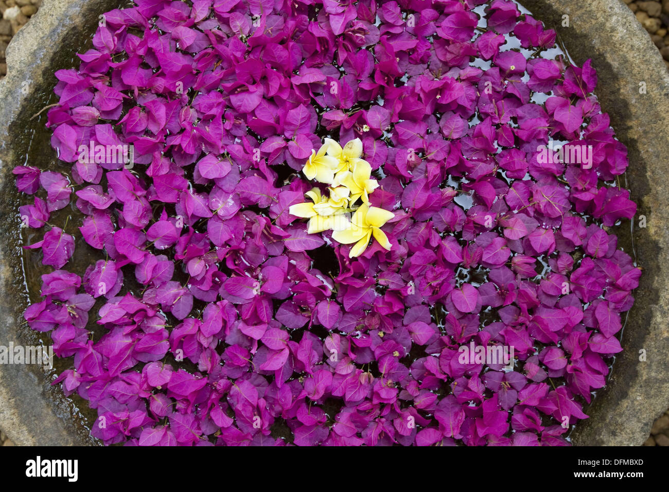 Kerala flower image hi-res stock photography and images - Alamy