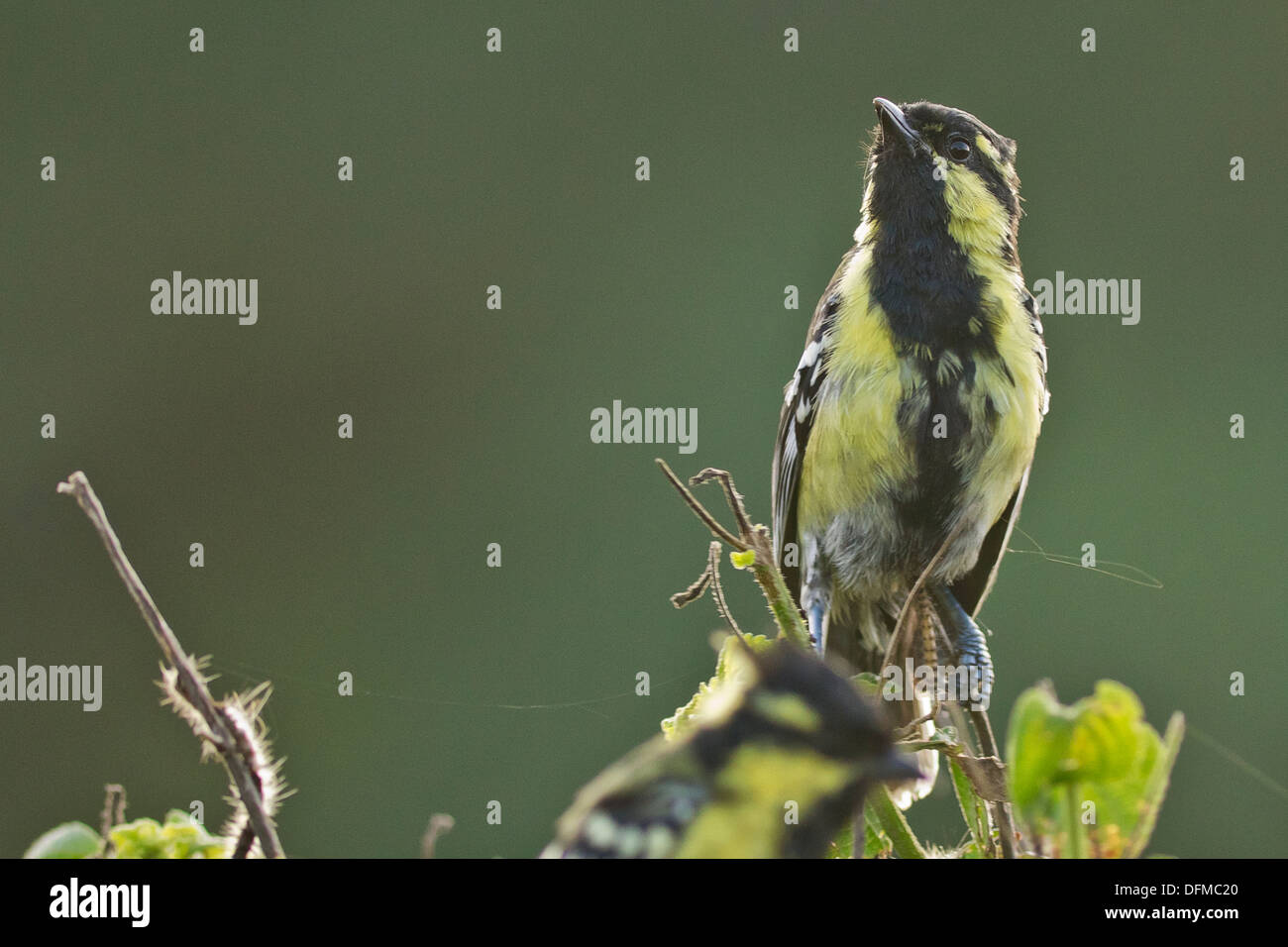 indian yellow tit (parus xanthogenys aplonotus Stock Photo - Alamy