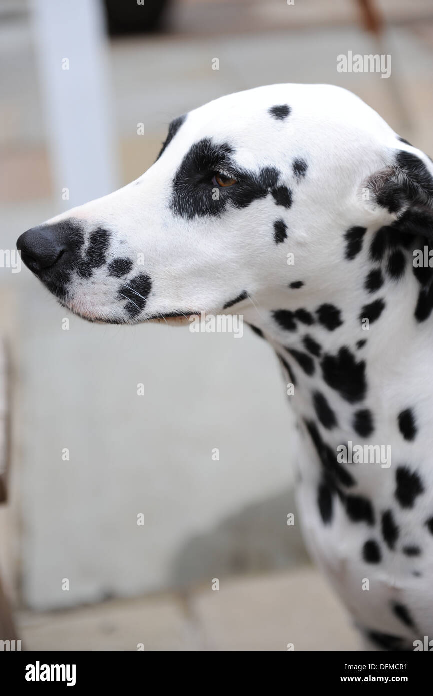 Spotty dog hi-res stock photography and images - Alamy