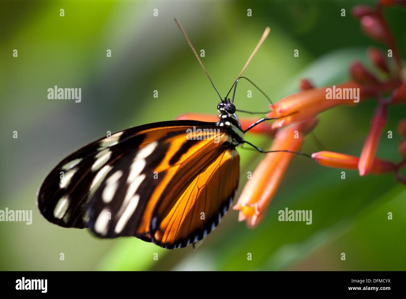 Costa rican monarch butterfly hi-res stock photography and images - Alamy