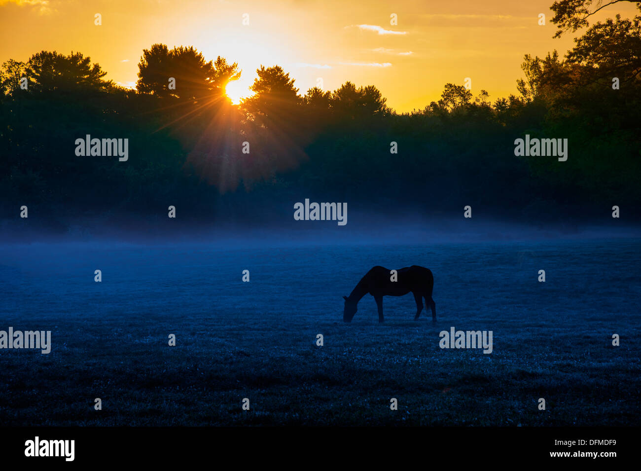 Beautiful horse grazing in field hi-res stock photography and images ...