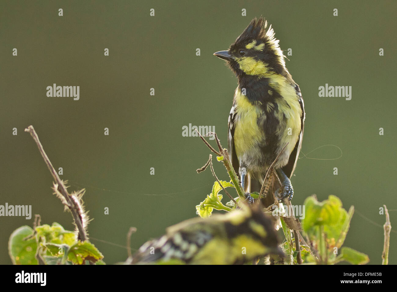 indian yellow tit (parus xanthogenys aplonotus Stock Photo - Alamy