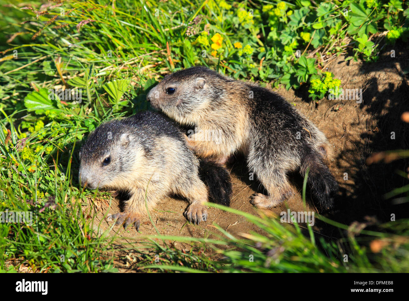 Alpine Marmot