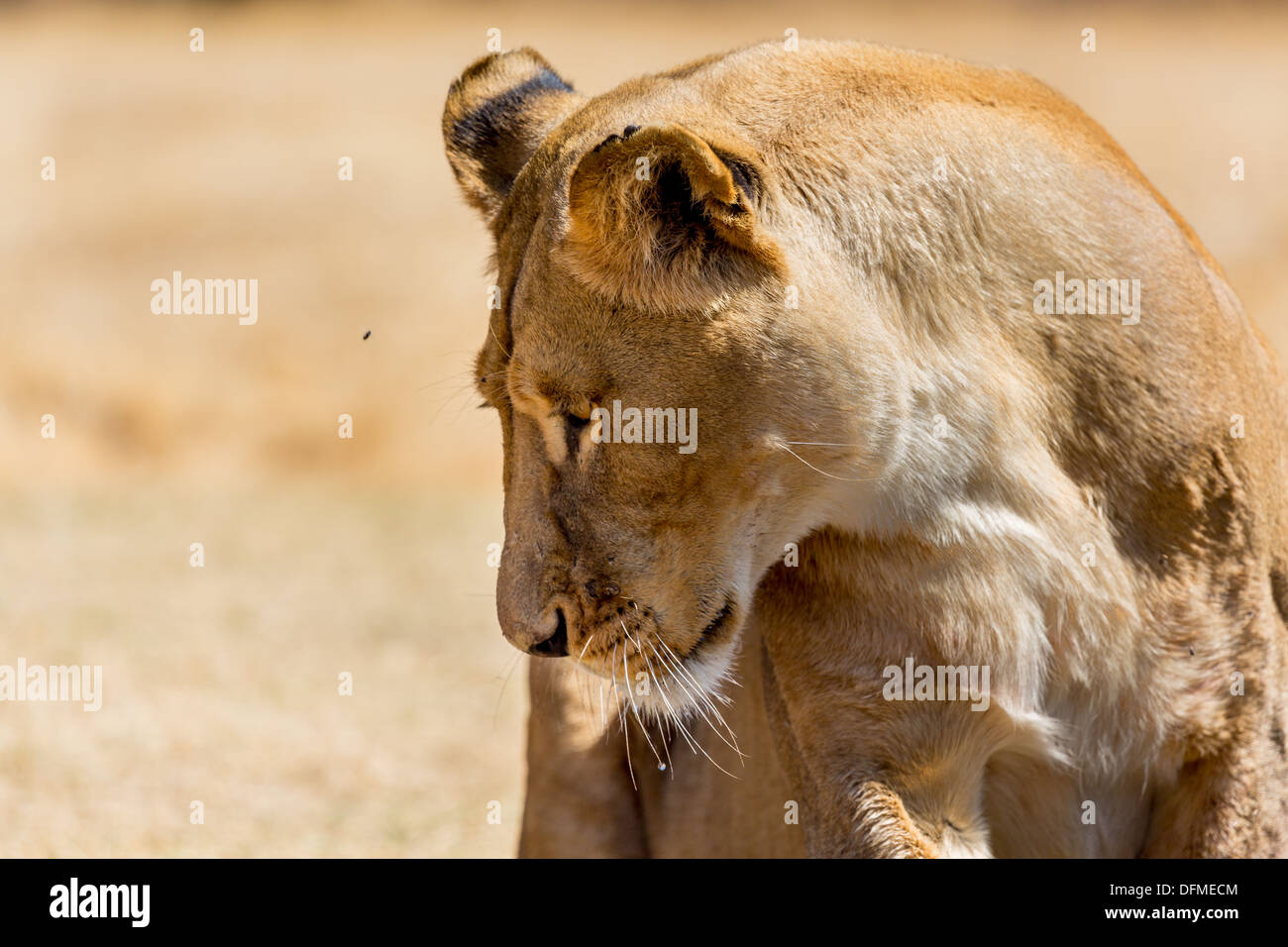 Beautiful shot lioness in hi-res stock photography and images - Alamy