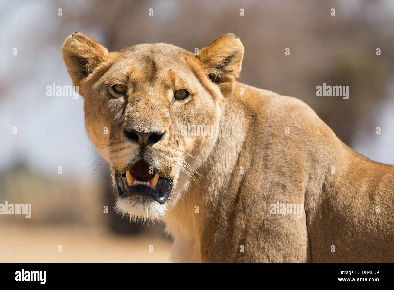 Beautiful shot lioness in hi-res stock photography and images - Alamy