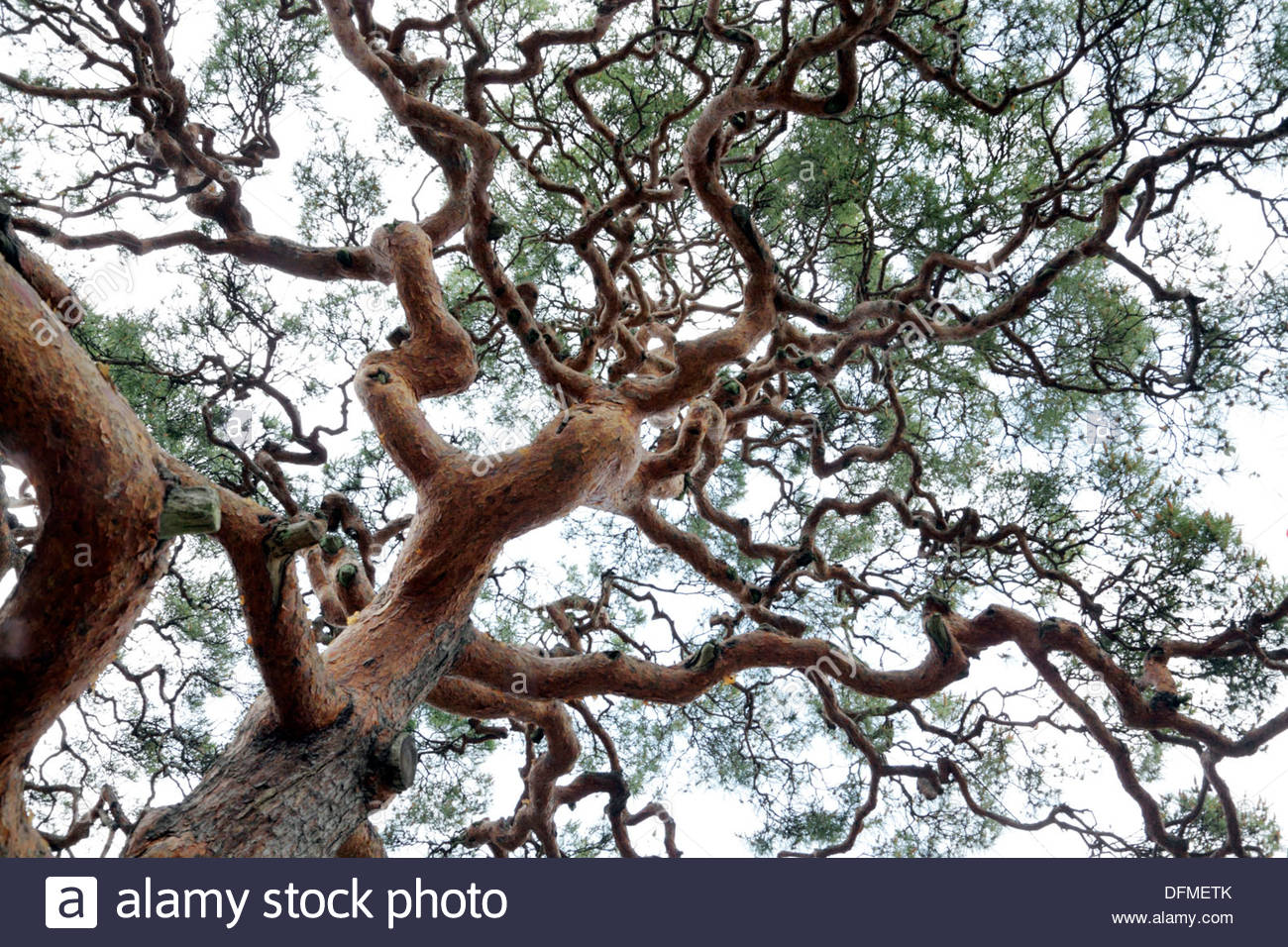 Pine Tree Branch Twisted Stock Photos & Pine Tree Branch Twisted Stock ...