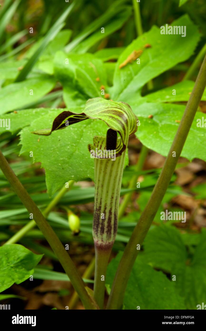Jack spring hi-res stock photography and images - Alamy