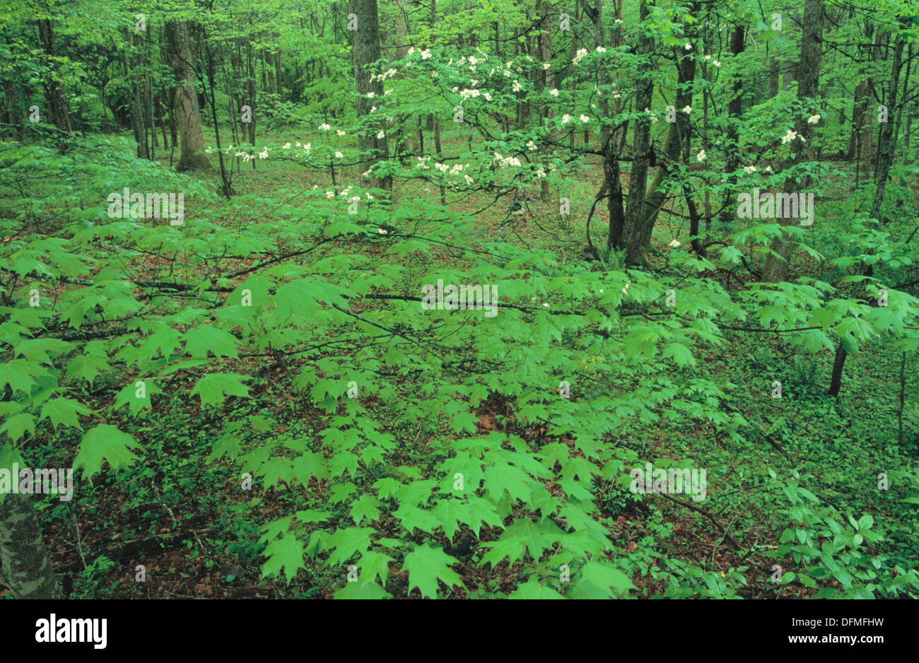 Dogwood Cornus Sp High Resolution Stock Photography and Images - Alamy