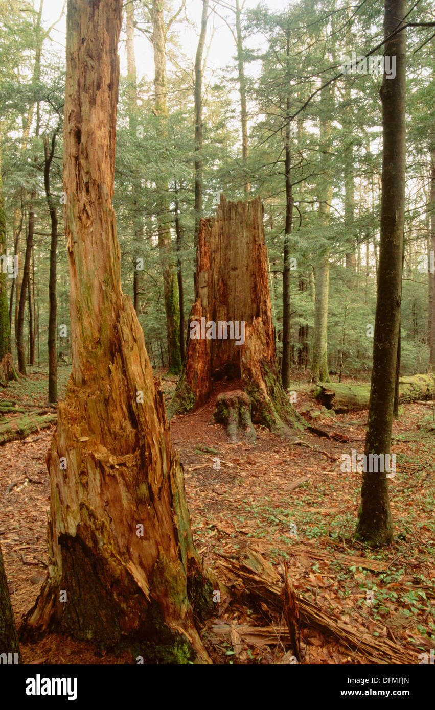 Hemlock tree smoky mountain hi-res stock photography and images - Alamy