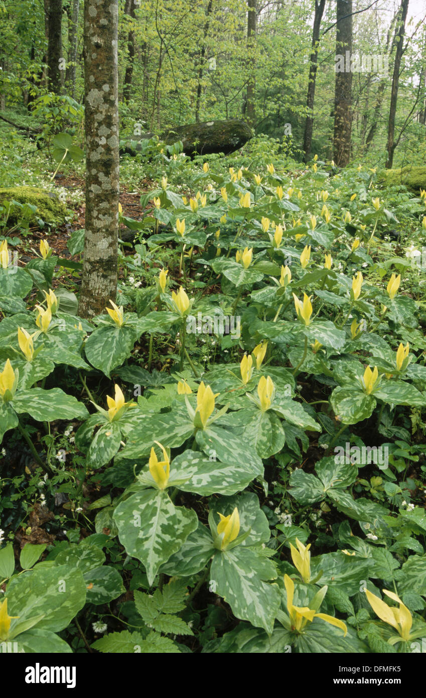 Trillium Luteum
