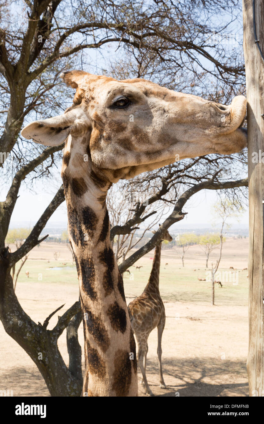 A young tall giraffe kissing a wooden telephone pole with its lips ...