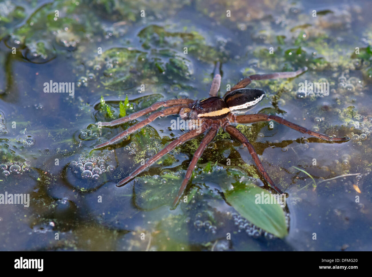 Raft spider uk hi-res stock photography and images - Alamy