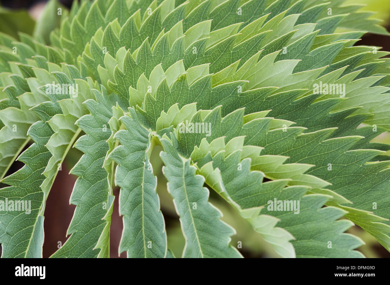 Wavy leaf shape hi-res stock photography and images - Alamy