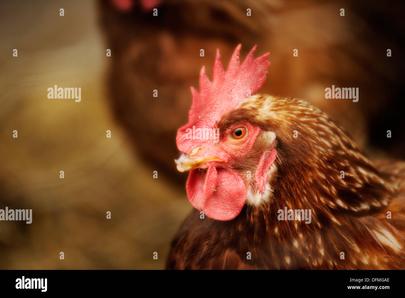 Corral hen hi-res stock photography and images - Alamy