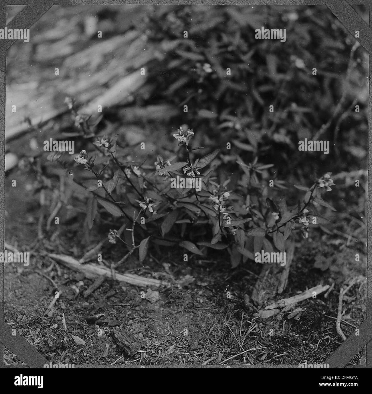 Species identification image Black and White Stock Photos & Images - Alamy