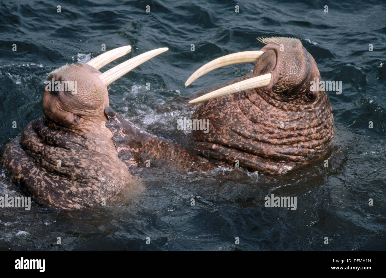 Walrus mouth open hi-res stock photography and images - Alamy