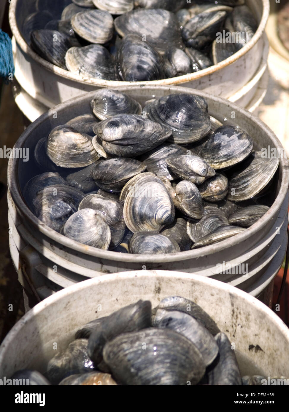 Quahaug hi-res stock photography and images - Alamy