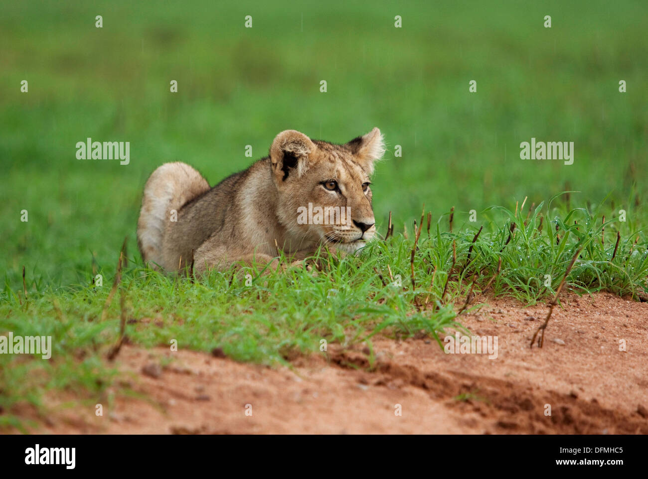 Lion and cub in rain hi-res stock photography and images - Alamy