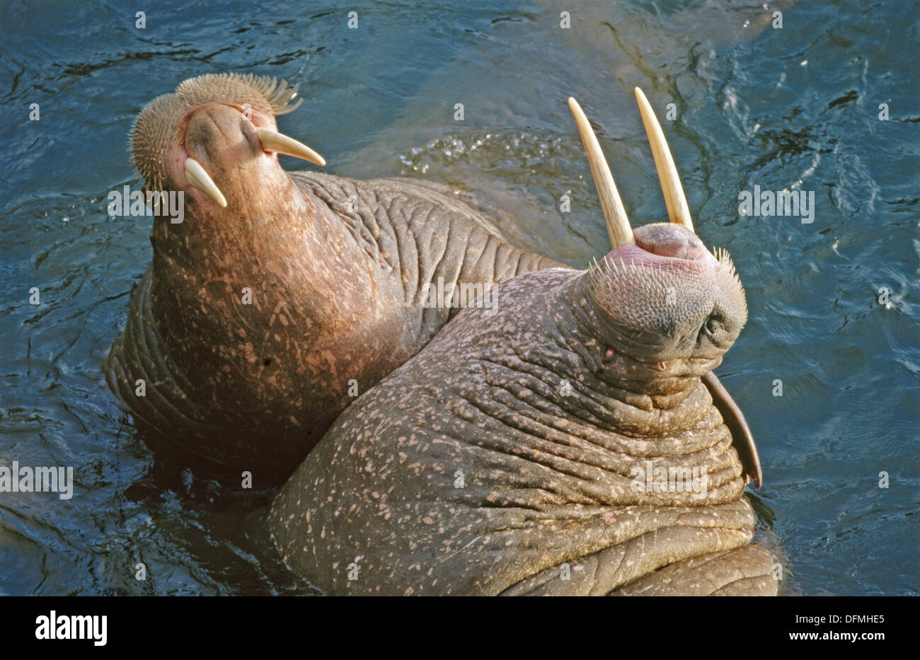 Walrus mouth open hi-res stock photography and images - Alamy