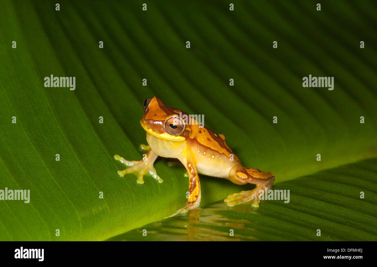 Redeye Tree Frog Stock Photos & Redeye Tree Frog Stock Images - Alamy