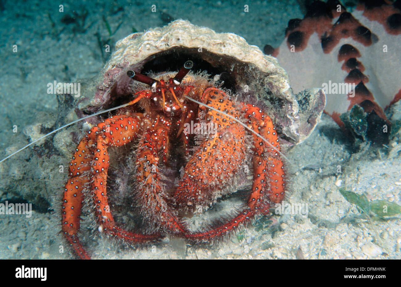 Hermit Crab New Shell High Resolution Stock Photography and Images - Alamy