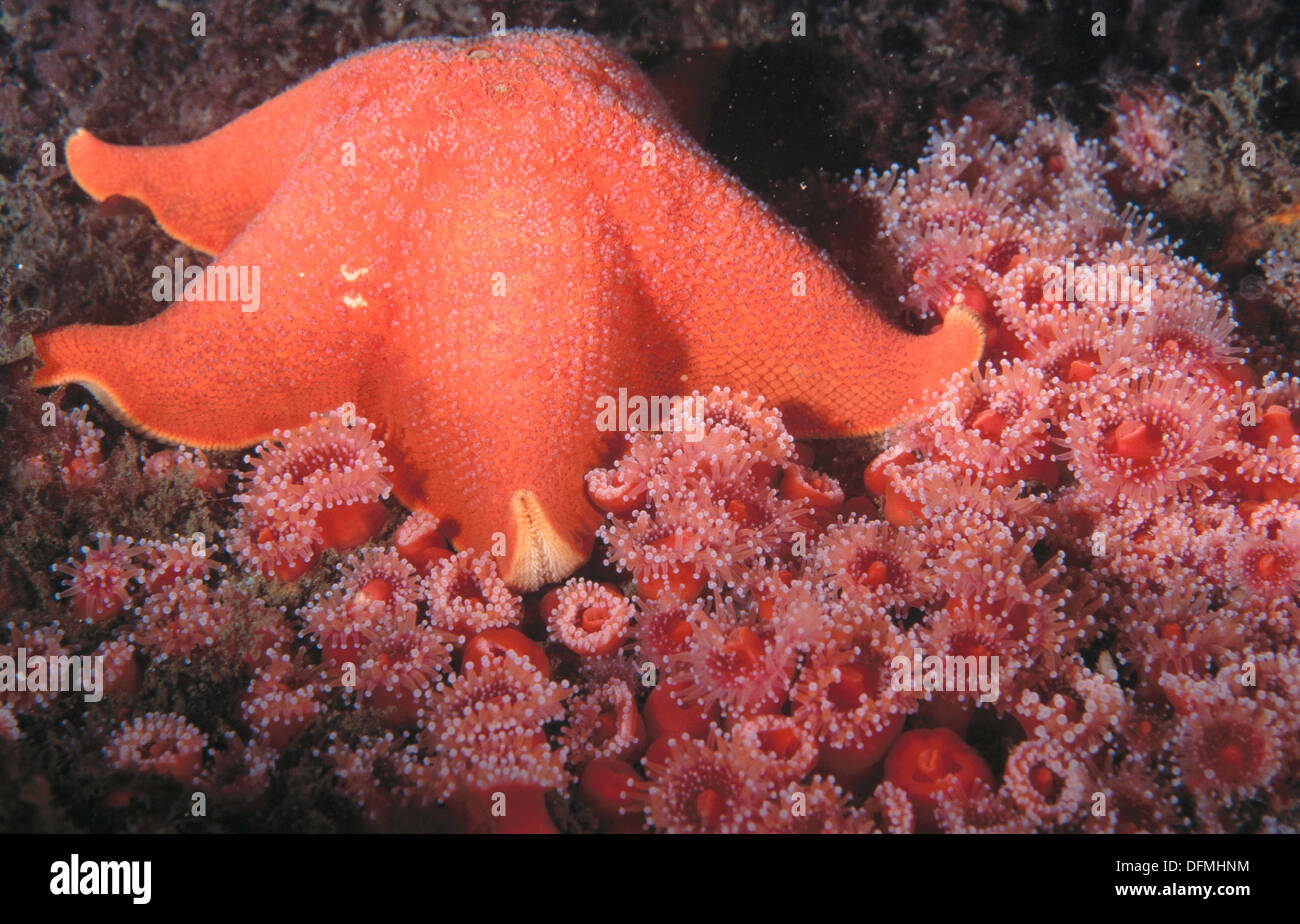 Bat sea star hi-res stock photography and images - Alamy