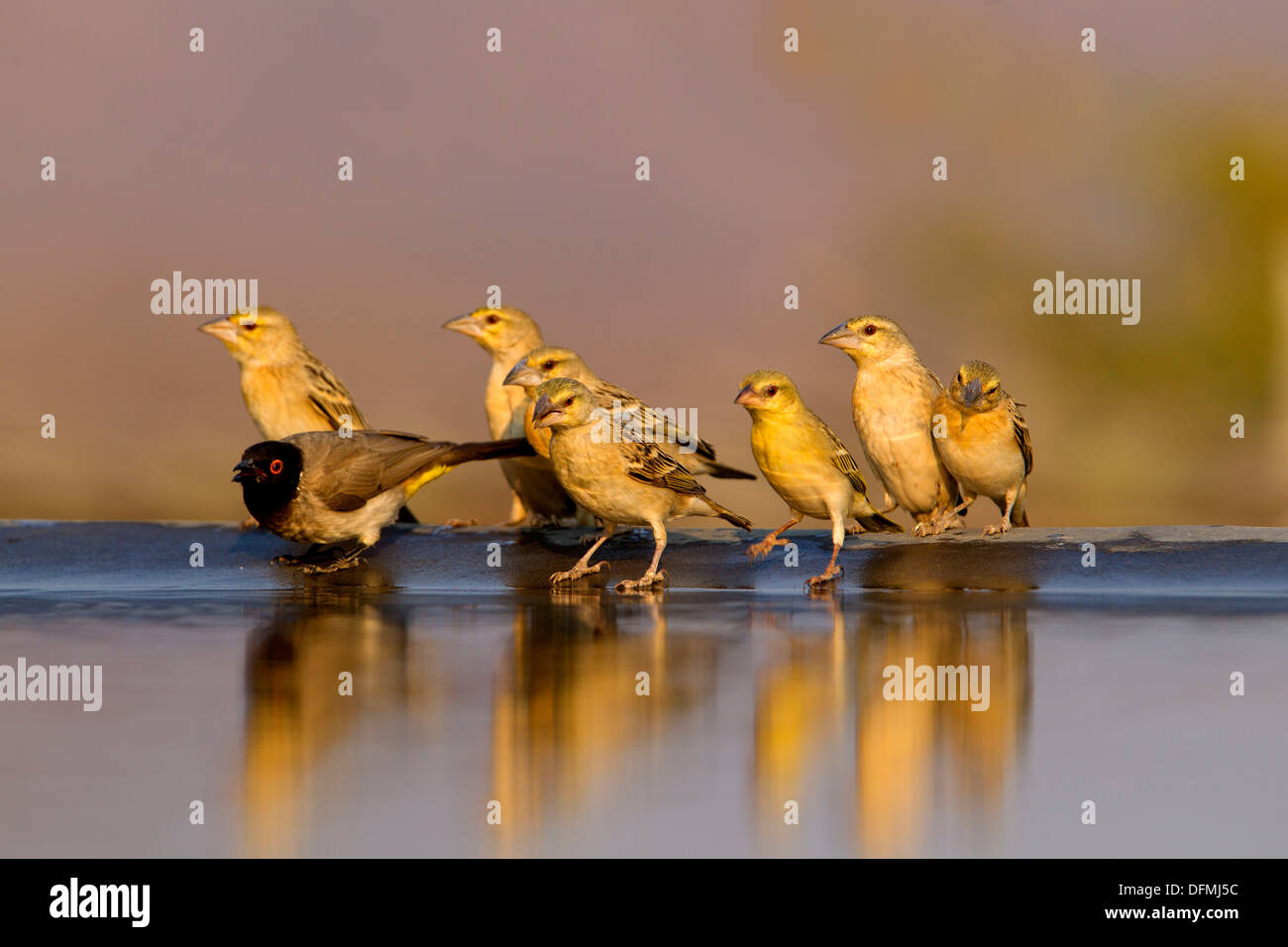 Masked Weavers High Resolution Stock Photography and Images - Alamy