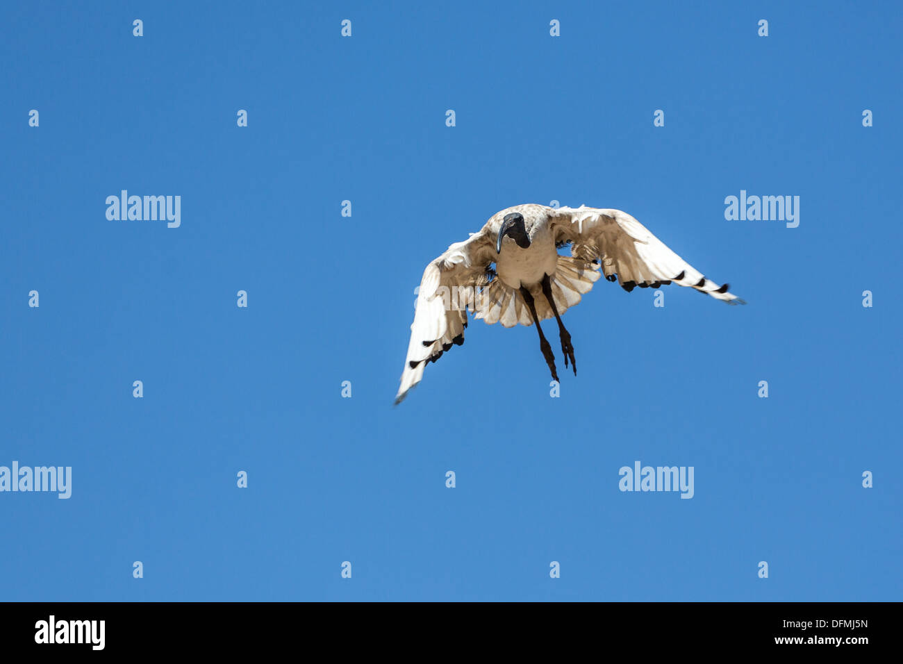 A Crane in flight frozen in mid air Stock Photo - Alamy
