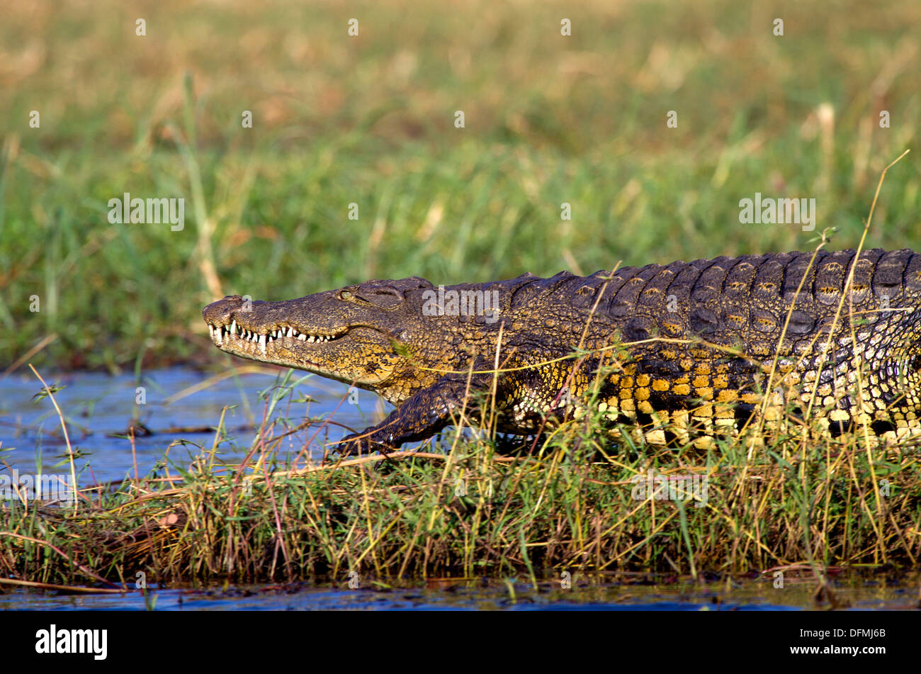 River croco hi-res stock photography and images - Alamy
