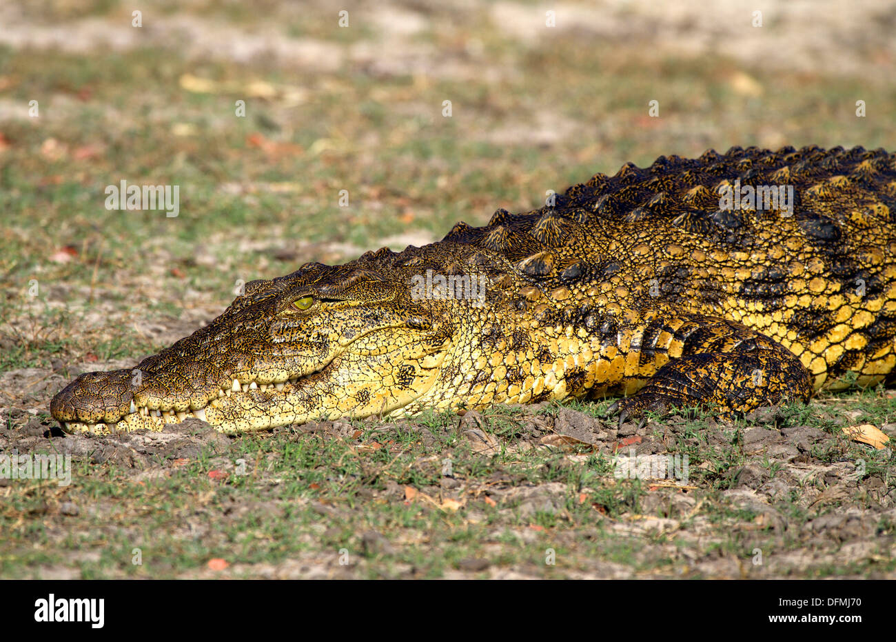 River croco hi-res stock photography and images - Alamy