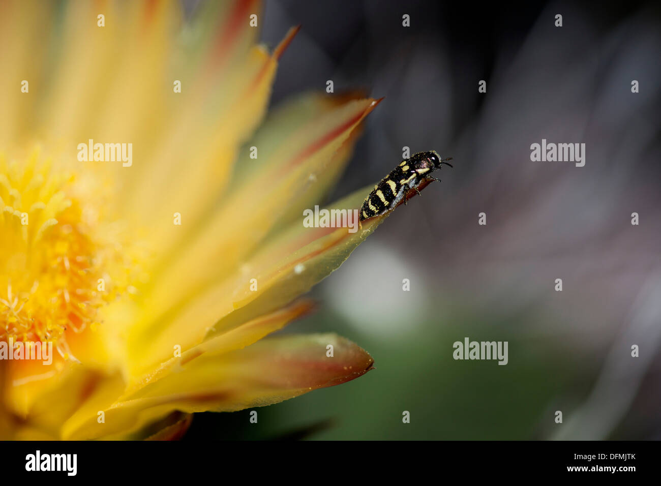 Insect in desert hi-res stock photography and images - Alamy